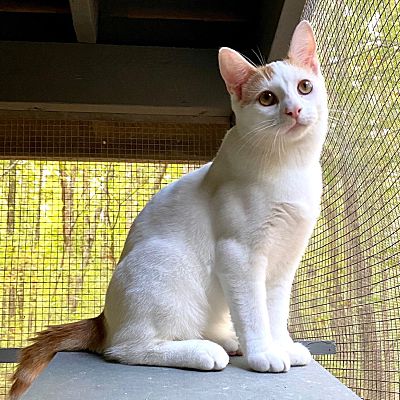 Big Canoe, GA - Tabby. Meet Remus a Pet for Adoption - AdoptaPet.com