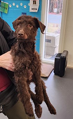 Troy, VA - German Wirehaired Pointer. Meet Bowie a Pet for Adoption ...