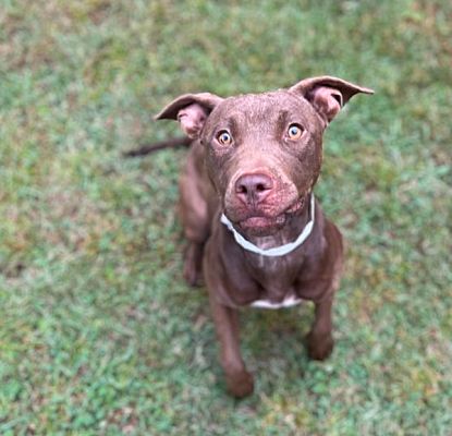 Birmingham, AL - Pit Bull Terrier. Meet Coco a Pet for Adoption ...