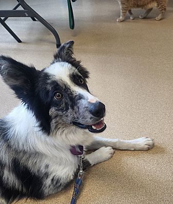 Brookings, SD - Border Collie. Meet Bravo a Pet for Adoption ...