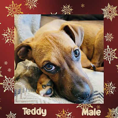 Berkley, MI - Rhodesian Ridgeback/Boxer. Meet Teddy a Pet for Adoption ...