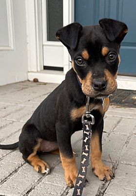Alpharetta, GA - Rottweiler/Miniature Pinscher. Meet Cora Coco a Pet ...