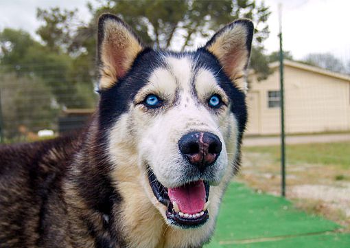 Marble Falls, TX - Husky. Meet MAKO a Pet for Adoption - AdoptaPet.com