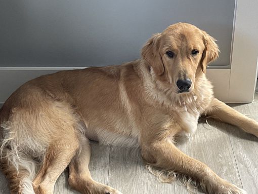 Jacksonville, FL - Golden Retriever. Meet CHLOE a Pet for Adoption ...