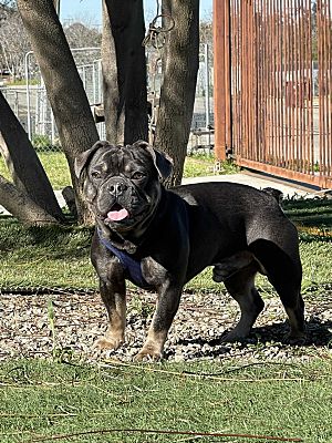 west hollywood, CA - French Bulldog. Meet Pablo a Pet for Adoption ...