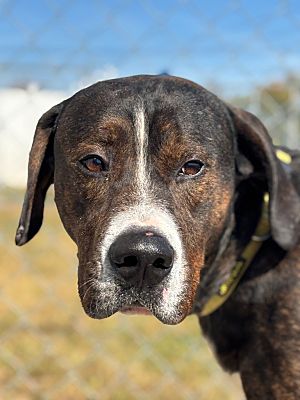 Hopkinsville, KY - Plott Hound. Meet Colt a Pet for Adoption ...