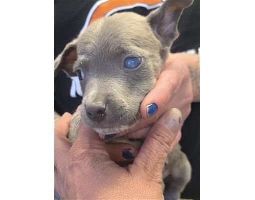 Lake Isabella, CA - American Pit Bull Terrier/Australian Cattle Dog ...