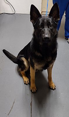 Dallas, GA - German Shepherd Dog. Meet 23-04-1159 Ocoee a Pet for ...