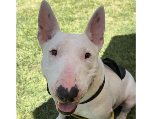 Santa Maria, CA - Bull Terrier. Meet KIMCHI a Pet for Adoption ...