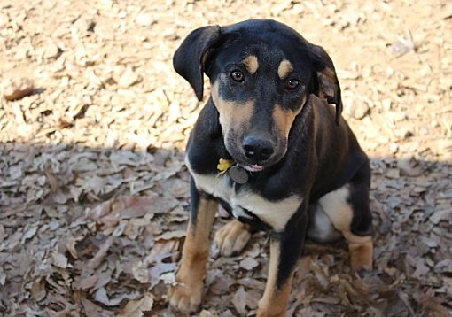Muldrow, OK - Hound (Unknown Type)/Airedale Terrier. Meet Todd a Pet ...