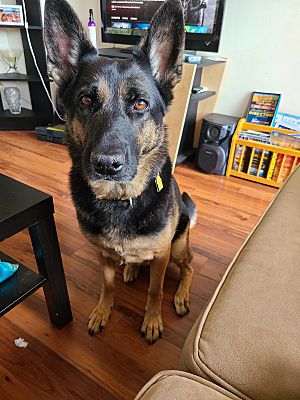 Spokane, WA - German Shepherd Dog. Meet Layla a Pet for Adoption ...