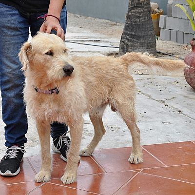 Seattle, WA - Irish Wolfhound/Golden Retriever. Meet Bingo a Pet for ...