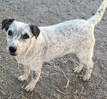 Fort Lupton, CO - Australian Cattle Dog/Labrador Retriever. Meet Albert ...