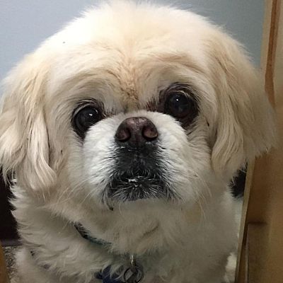 Richmond, VA - Pekingese. Meet Andy a Pet for Adoption - AdoptaPet.com