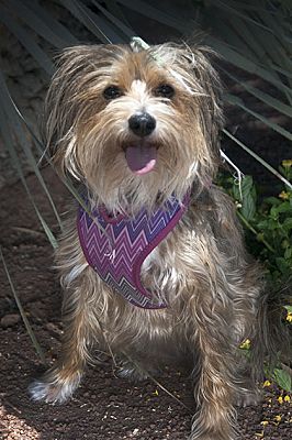 Beverly Hills, CA - Lhasa Apso/Yorkie, Yorkshire Terrier. Meet ADRIANA ...