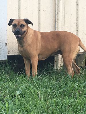 Baton Rouge, LA - Rhodesian Ridgeback/Boxer. Meet Delilah a Pet for ...