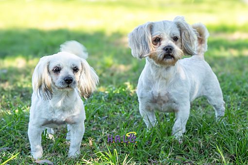 Sebastian, FL - Shih Tzu/Mixed Breed (Medium). Meet Chance a Pet for ...