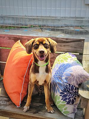 San Leon, TX - Mixed Breed (Medium). Meet Pluto a Pet for Adoption - AdoptaPet.com