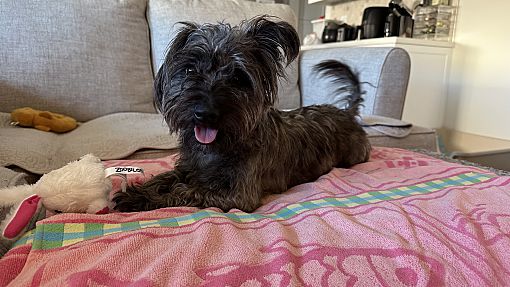 tustin, CA - Yorkie, Yorkshire Terrier. Meet Ginger a Pet for Adoption ...