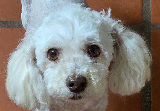 Tucson, AZ - Poodle (Toy or Tea Cup). Meet CAPRI a Pet for Adoption ...