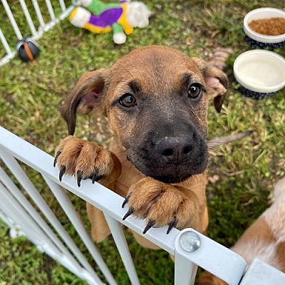 Ponchatoula, LA - Catahoula Leopard Dog/Rhodesian Ridgeback. Meet Ella ...