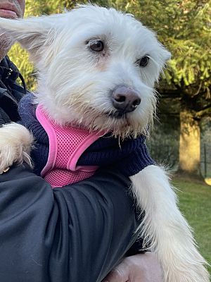 Renton, WA - Westie, West Highland White Terrier/Shiba Inu. Meet Lulu a ...