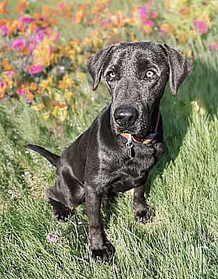 Leesburg, VA - Labrador Retriever. Meet Kole a Pet for Adoption ...