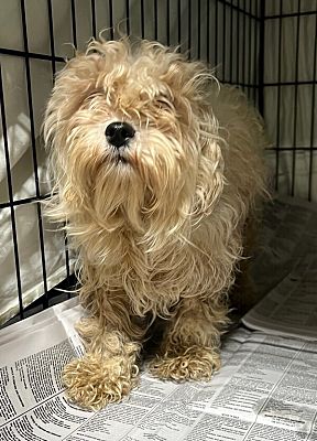 Dallas, GA - Maltese. Meet 23-11-3575 Kinsley a Pet for Adoption ...