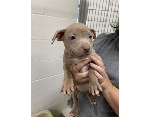Baton Rouge, LA - American Pit Bull Terrier/Mixed Breed (Medium). Meet ...
