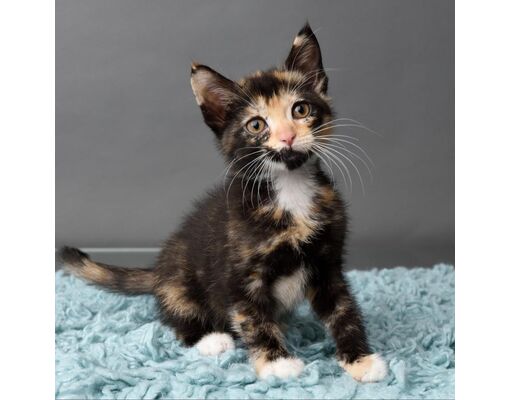 Minneapolis, MN - Domestic Shorthair. Meet Effexor a Pet for Adoption ...