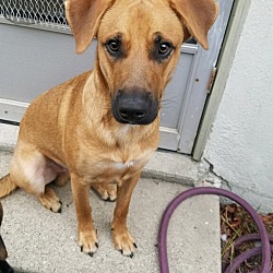 Arcadia, CA - Bullmastiff/German Shepherd Dog. Meet Scooby & Deadpool a ...