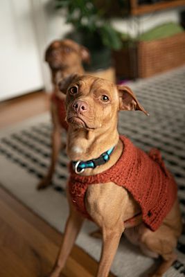 San Francisco, CA - Chihuahua/Terrier (Unknown Type, Small). Meet ...