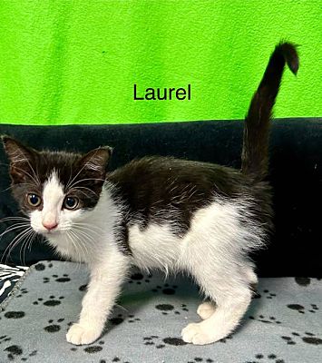 Madison, GA - Domestic Shorthair. Meet Laurel-F24051502d a Pet for Adoption - AdoptaPet.com