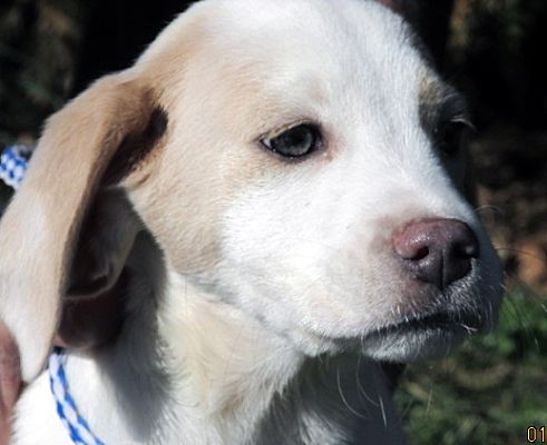 Frederick, MD - Pointer/Dachshund. Meet Sheena a Pet for Adoption ...