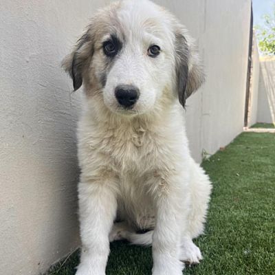 Fredericksburg, TX - Great Pyrenees/Mixed Breed (Large). Meet Fiji a ...