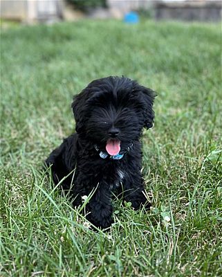 Wheaton, IL - Standard Schnauzer. Meet Phillip a Pet for Adoption ...