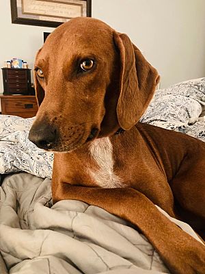 Charleston, SC - Redbone Coonhound/Labrador Retriever. Meet Red Sheeran ...