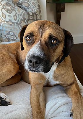 New York, NY - Mutt. Meet Axle a Pet for Adoption - AdoptaPet.com