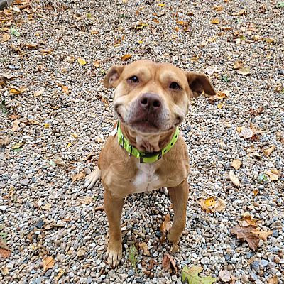 Middlebury, CT - American Pit Bull Terrier. Meet Cardamom a Pet for ...