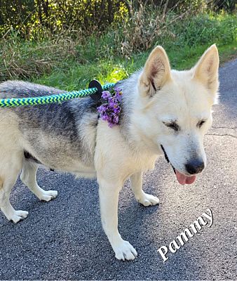 Defiance, OH - German Shepherd Dog. Meet Pammy a Pet for Adoption ...