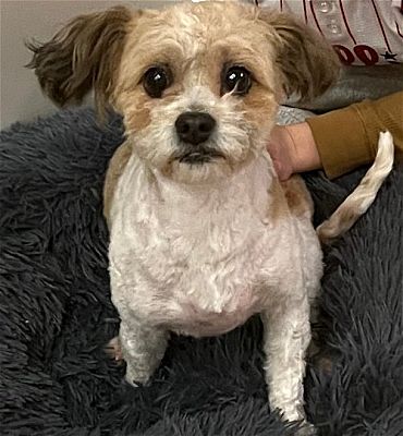 Southlake, TX - Poodle (Miniature)/Papillon. Meet Penelope a Pet for ...