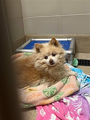 Virginia Beach, VA - Pomeranian. Meet 2403-1276 a Pet for Adoption ...