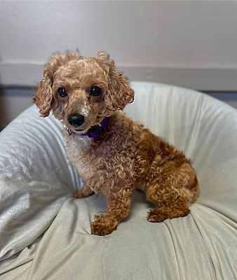 Tipton, IA - Miniature Poodle. Meet Bitzy a Pet for Adoption ...