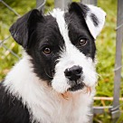 Boston Terrier Puppies - Boston Terrier Rescue and Adoption