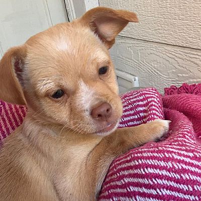 Sunnyvale, CA - Chihuahua. Meet Socrates a Pet for Adoption - AdoptaPet.com