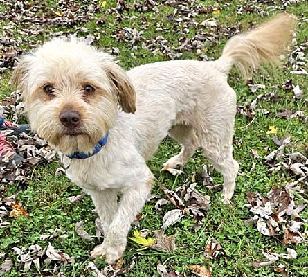 Spring Valley, NY - Lhasa Apso/Poodle (Miniature). Meet HANDSOME a Pet ...