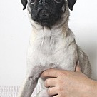 Pug Puppies - Pug Rescue and Adoption Near You