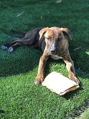 Globe, AZ - Boxer. Meet Rollo a Pet for Adoption - AdoptaPet.com