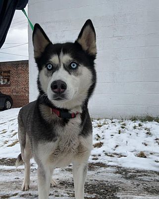 Roanoke, VA - Husky. Meet Aspen a Pet for Adoption - AdoptaPet.com