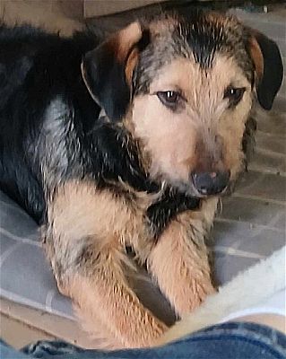 Saunderstown, RI - Terrier (Unknown Type, Medium). Meet Daphne Blake SS ...